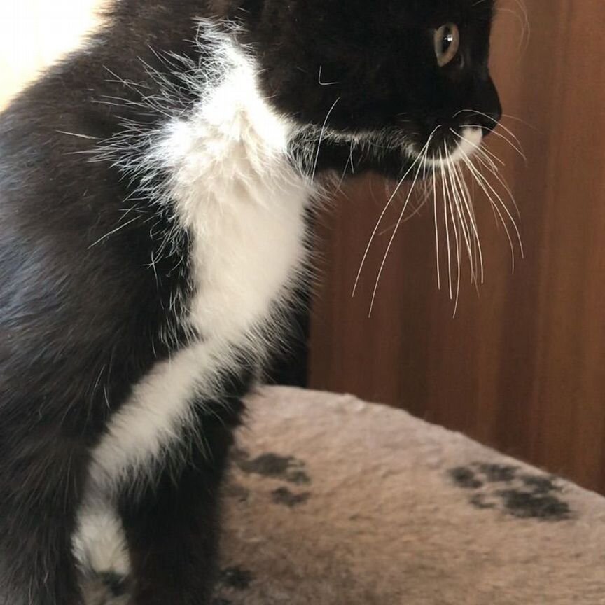 Котенок