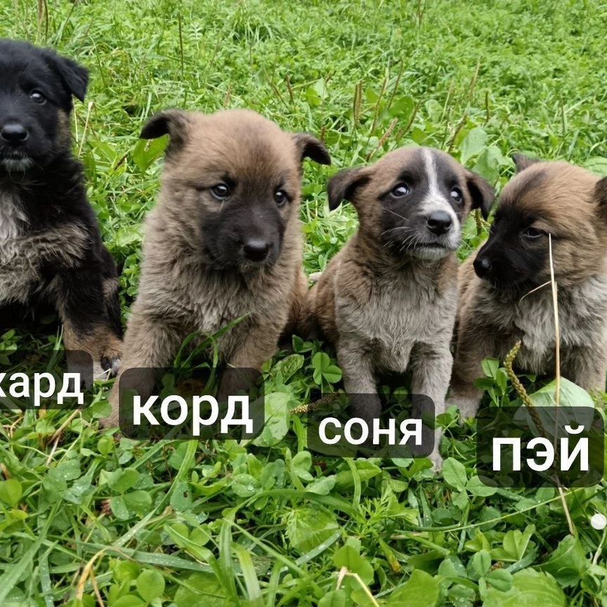 Малыши ищут дом