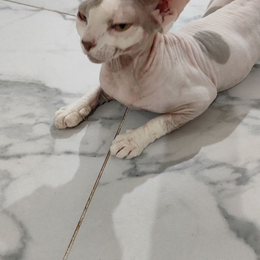 Канадский сфинкс бесплатно