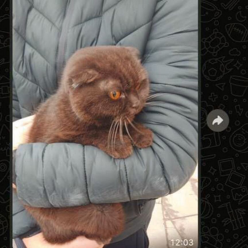 Коричневый вислоухий кот