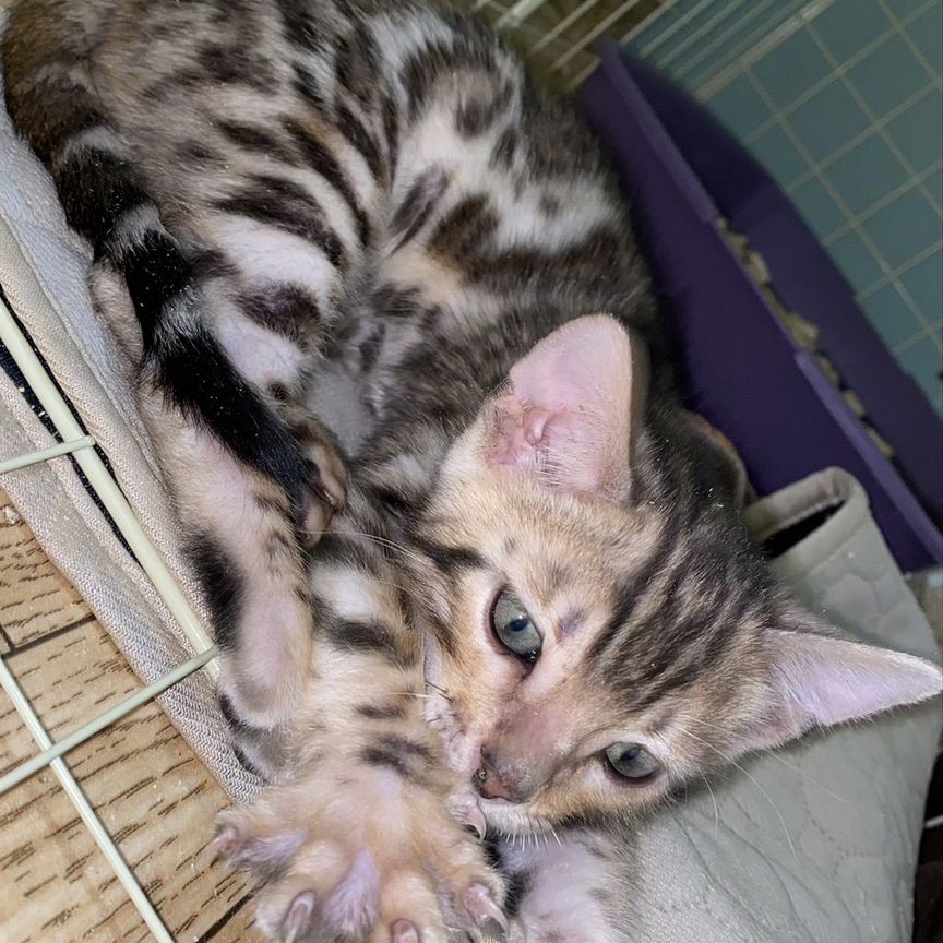 Бенгальская девочка Серебро