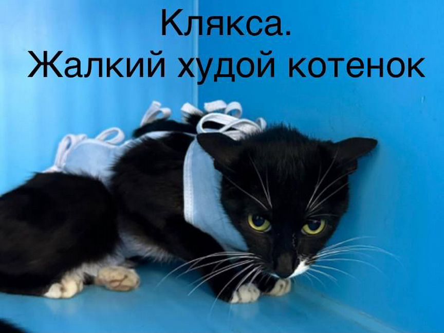 Клякса, худющая и жалкая. Обречена