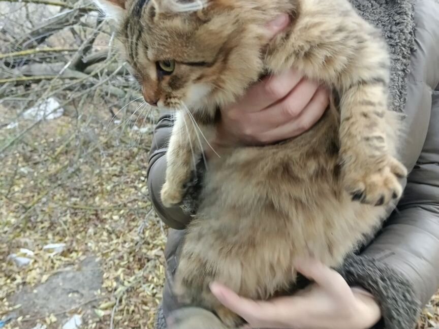 Кошечка ищет дом