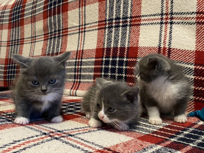 Котята в добрые руки