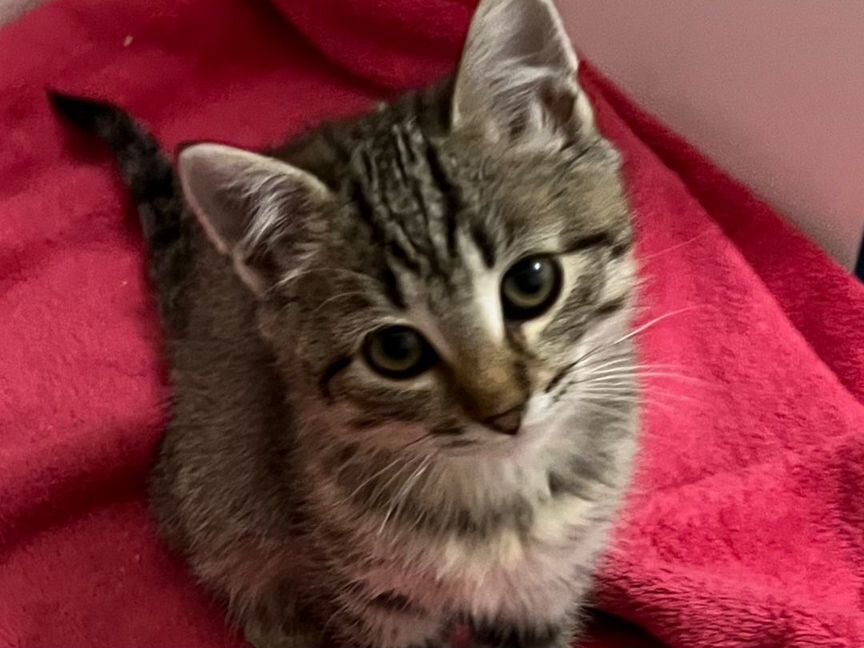 Необычайно ручные котята