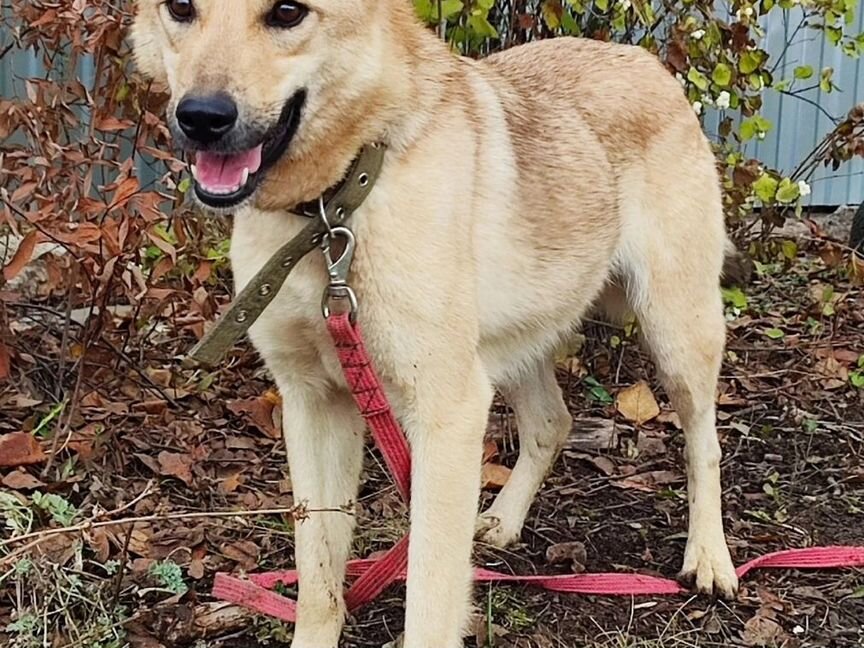 Бежевая некрупная девочка