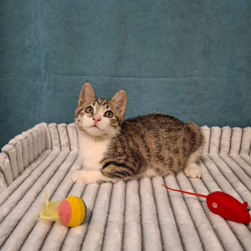 Котята в добрые руки бесплатно девочка