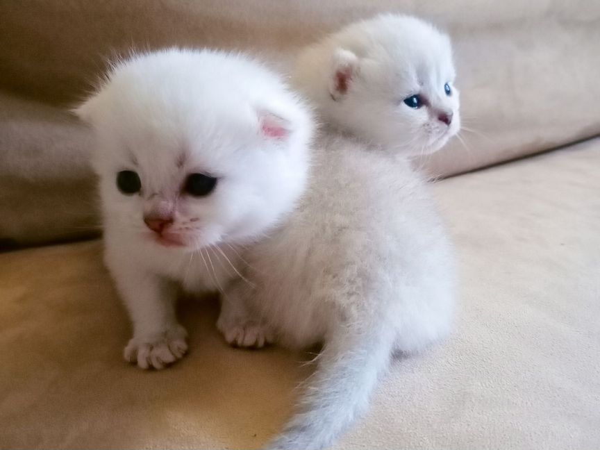 Британские котята