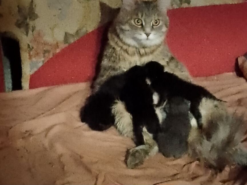 Котята