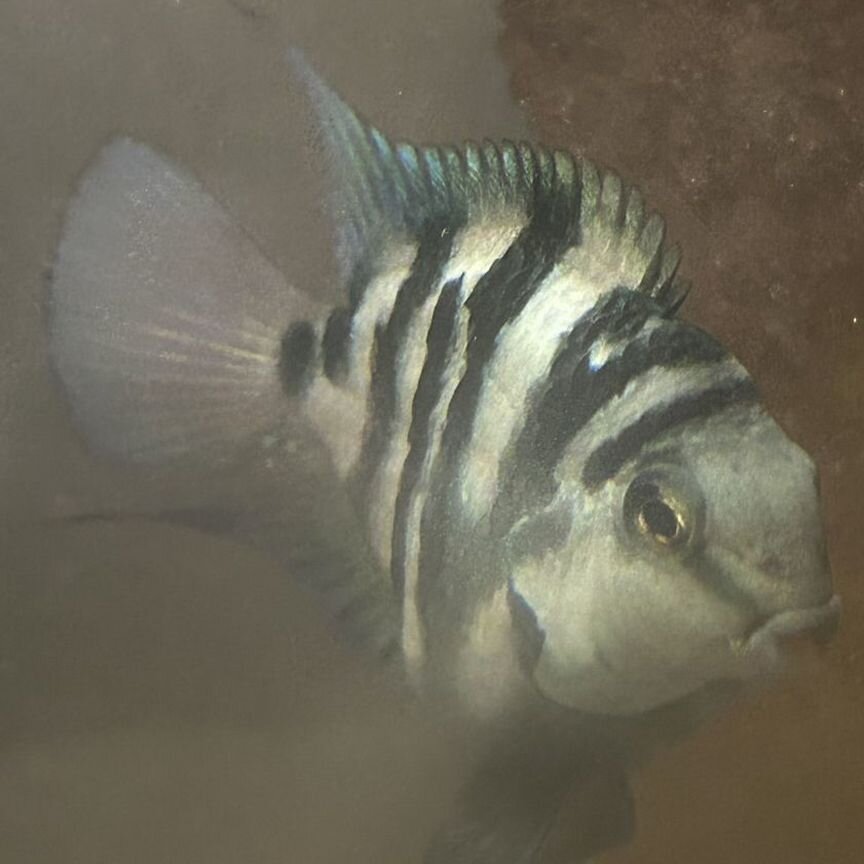 Рыбка цихлида зебра чернополосая