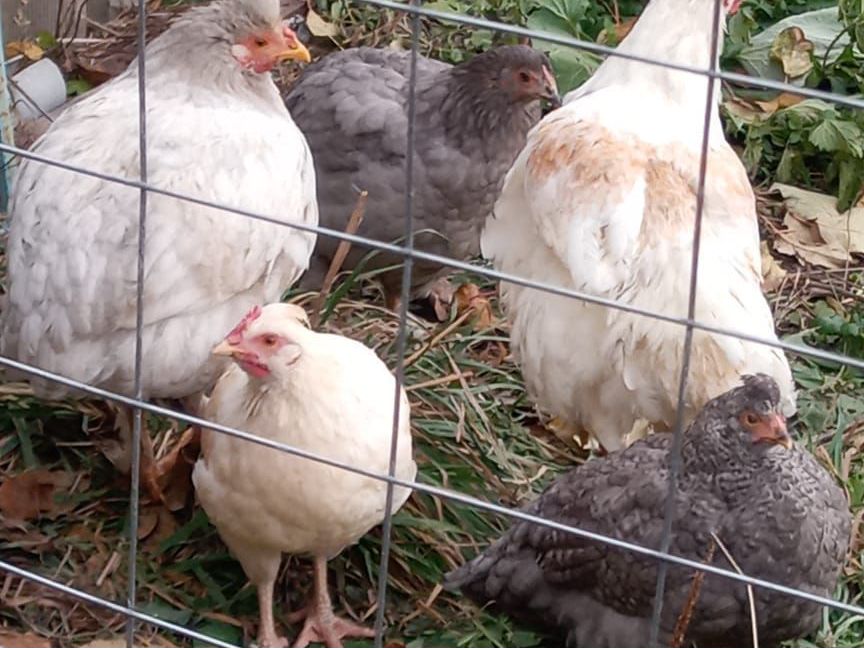 Куры молодки домашние