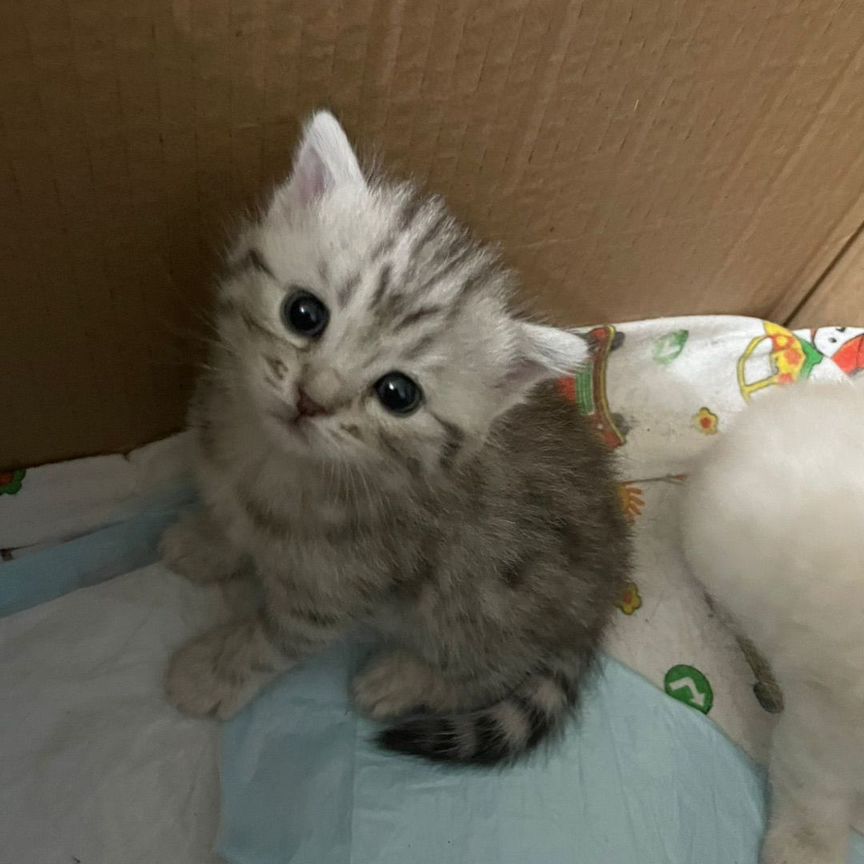 Котята в добрые руки