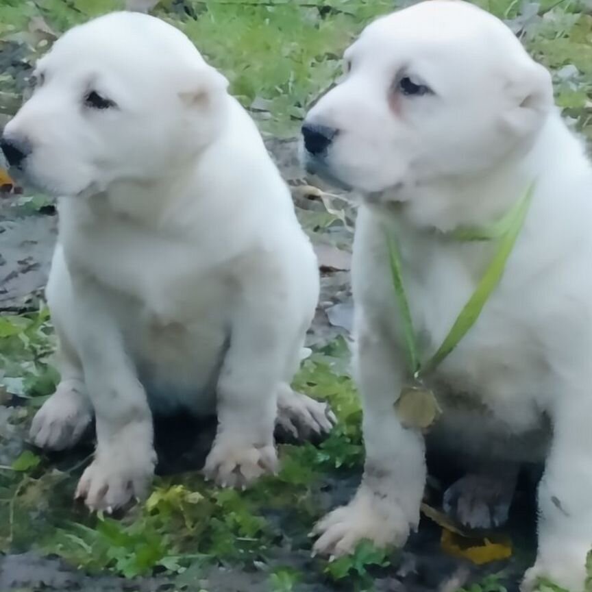 Среднеазиатская овчарка, щенок