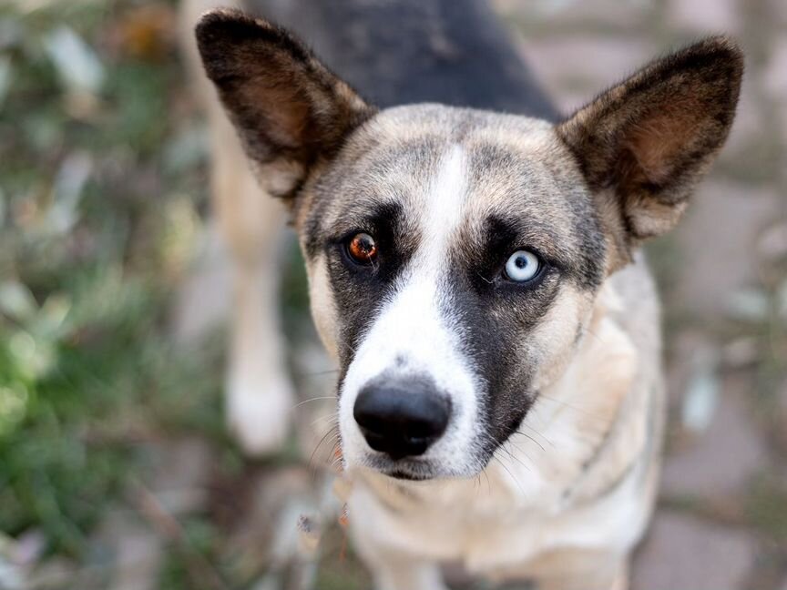 Хаски разноглазая красавица