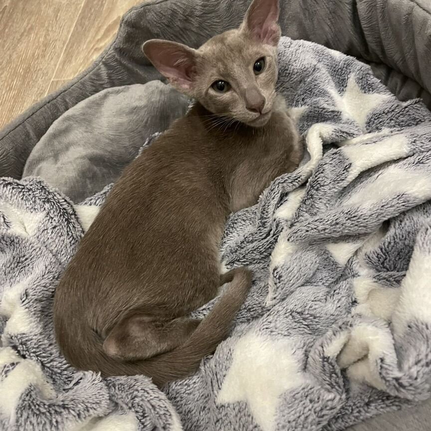 Ориентальный котенок лиловый