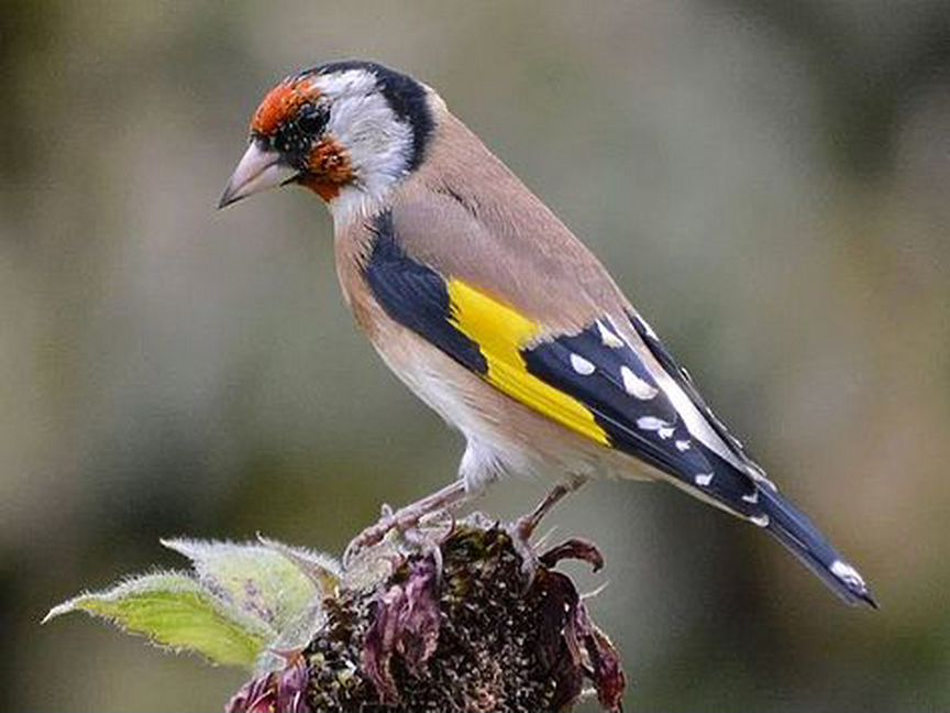 Лесные птицы