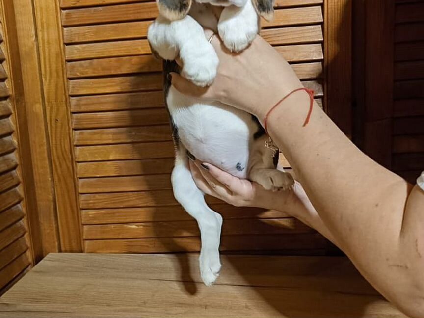 Щенки бигль с документами