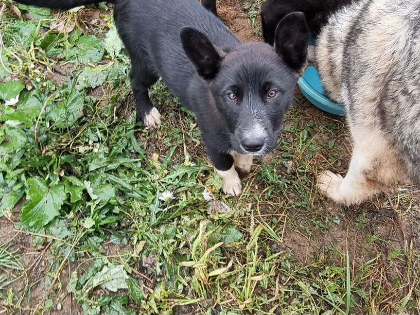 Отдам бесплатно щенки