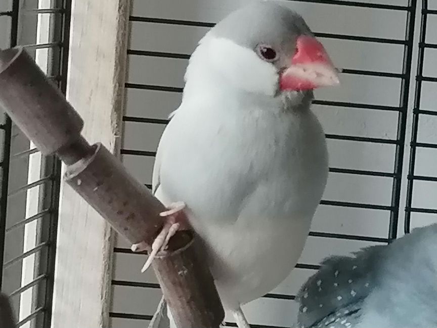 Рисовая амадина