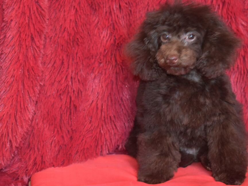 Той пудель - очень сладкая девочка