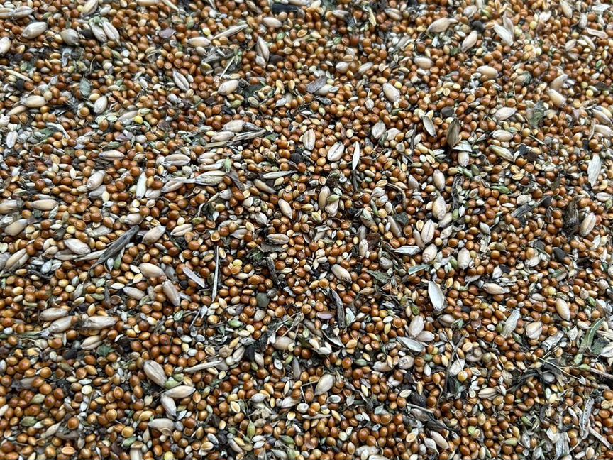 Продажа красная проса