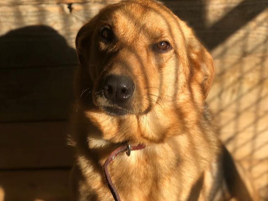 Баффи из приюта мечтает о доме