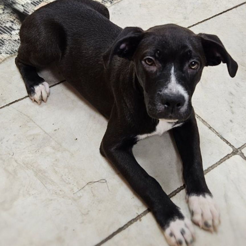 Щенок в добрые руки