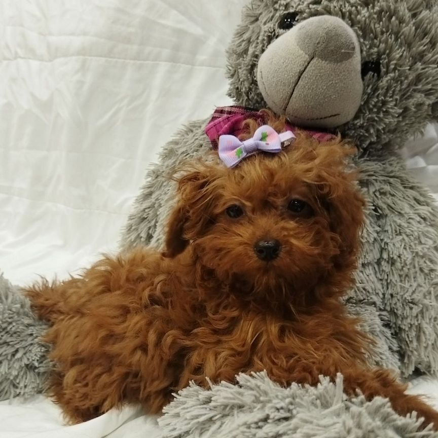 Пудель, щенок