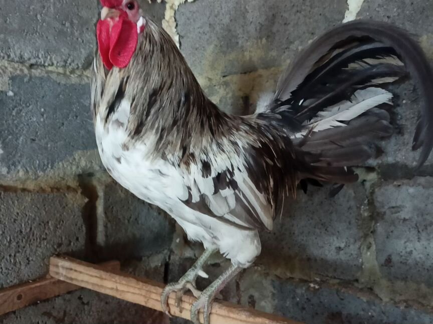 Петухи Сильверудд