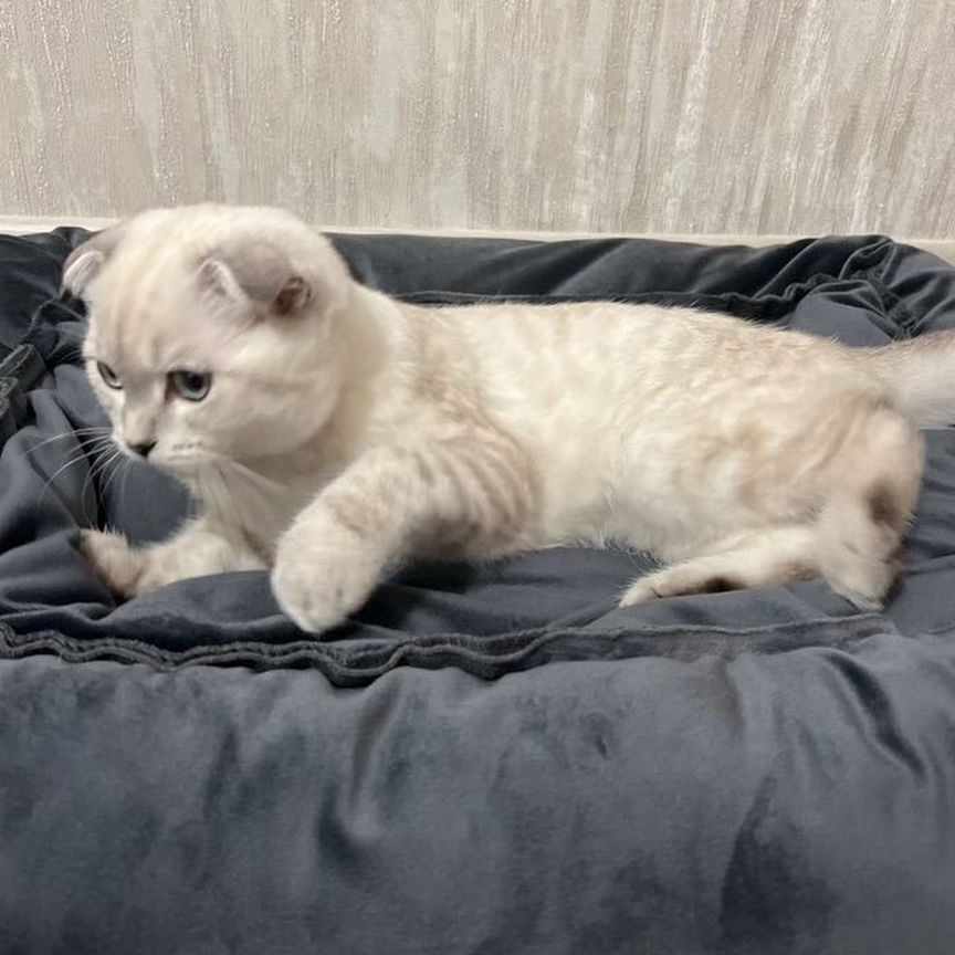 Продается котенок