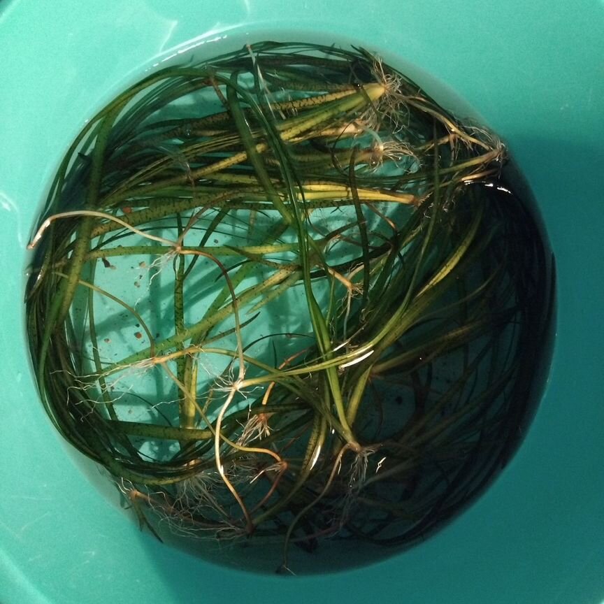 Валлиснерия тигровая