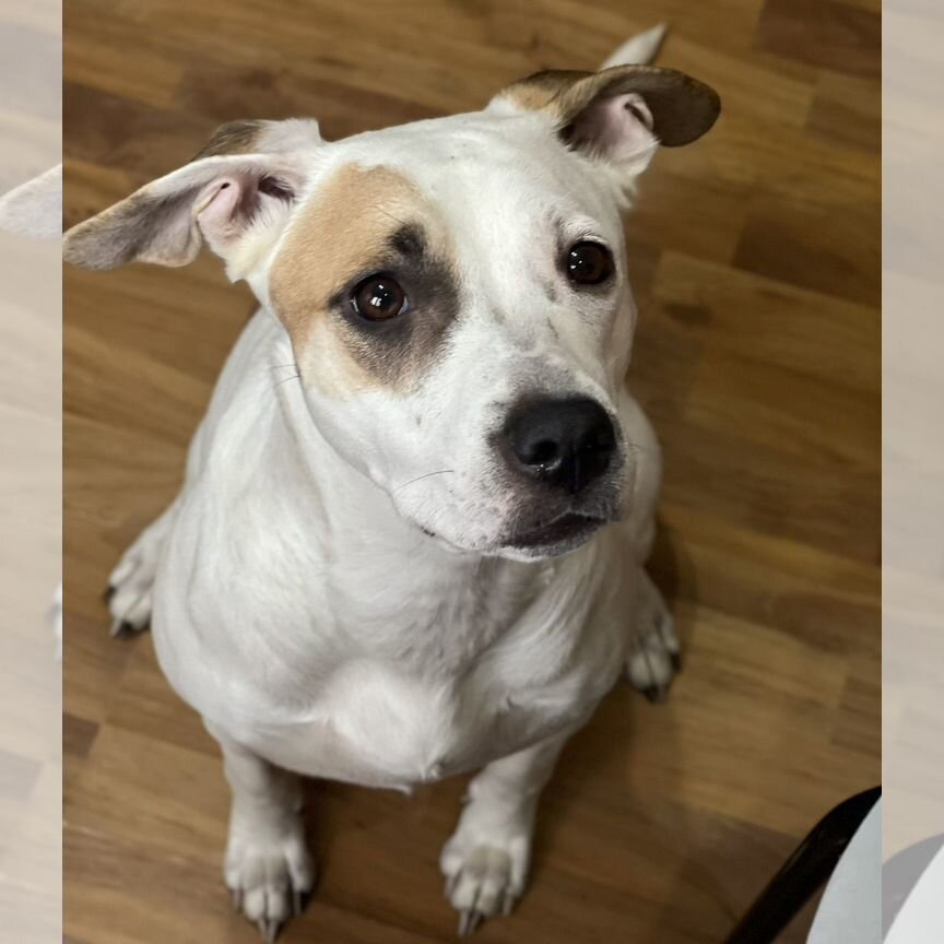 Американский стаффордширский терьер, щенок