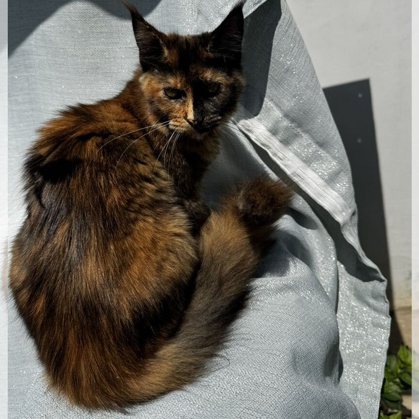 Мейн-кун котёнок