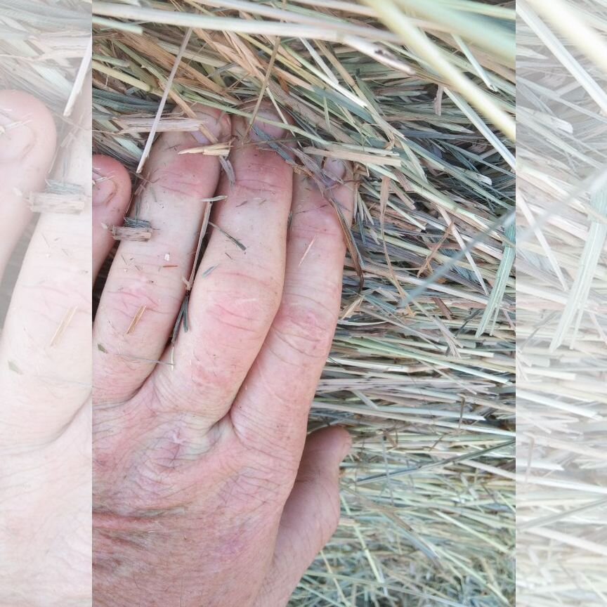 Сено в рулонах