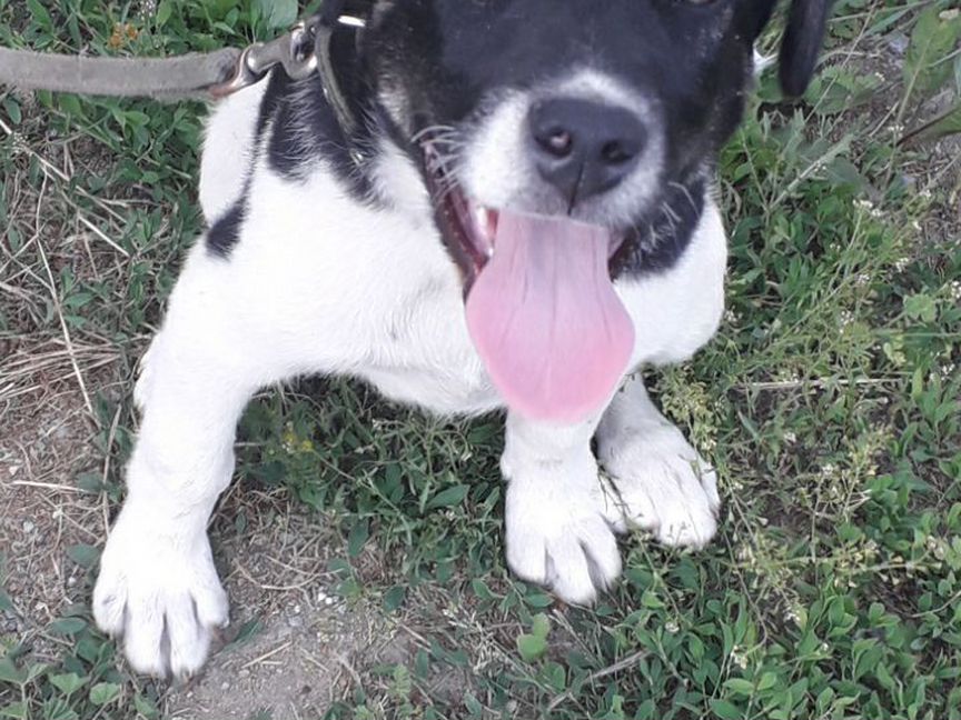 Собаки бесплатно в добрые руки щенки