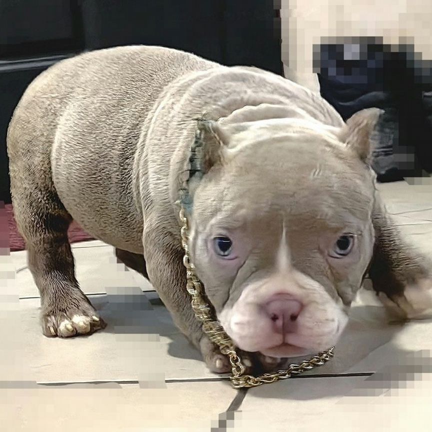 Американский булли, щенок