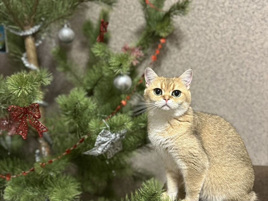 Британская золотая шиншилла