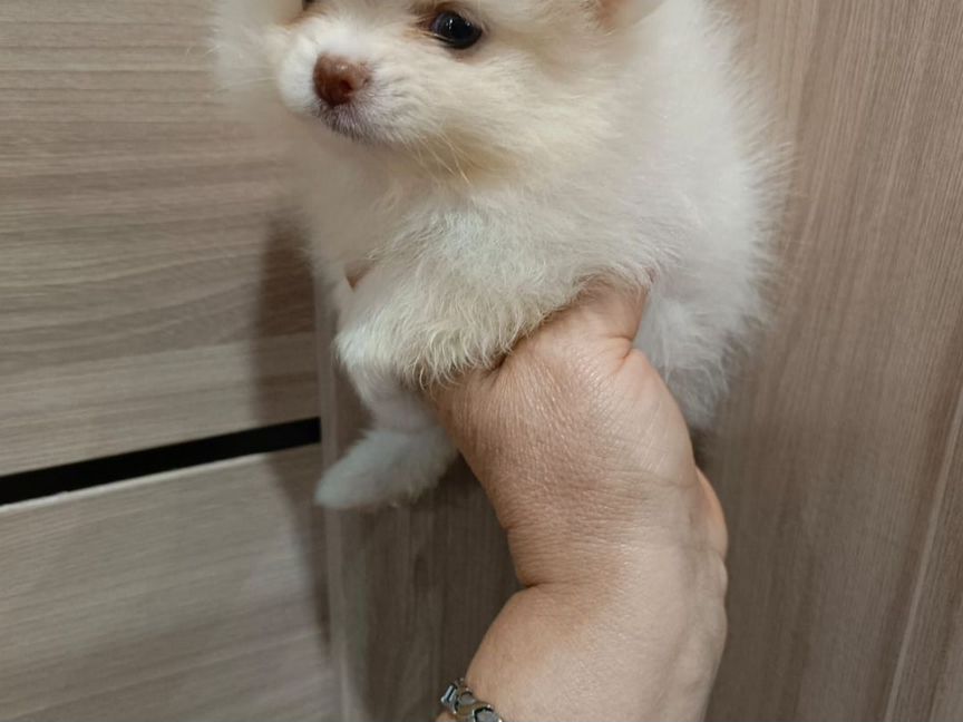 Щенки померанского шпица медвежьего типа мини