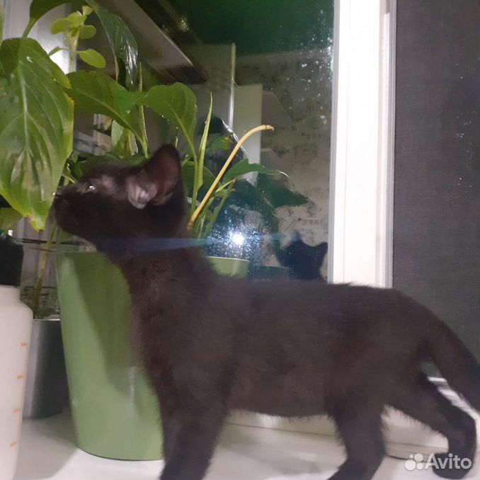 Котики бесплатно в добрые руки