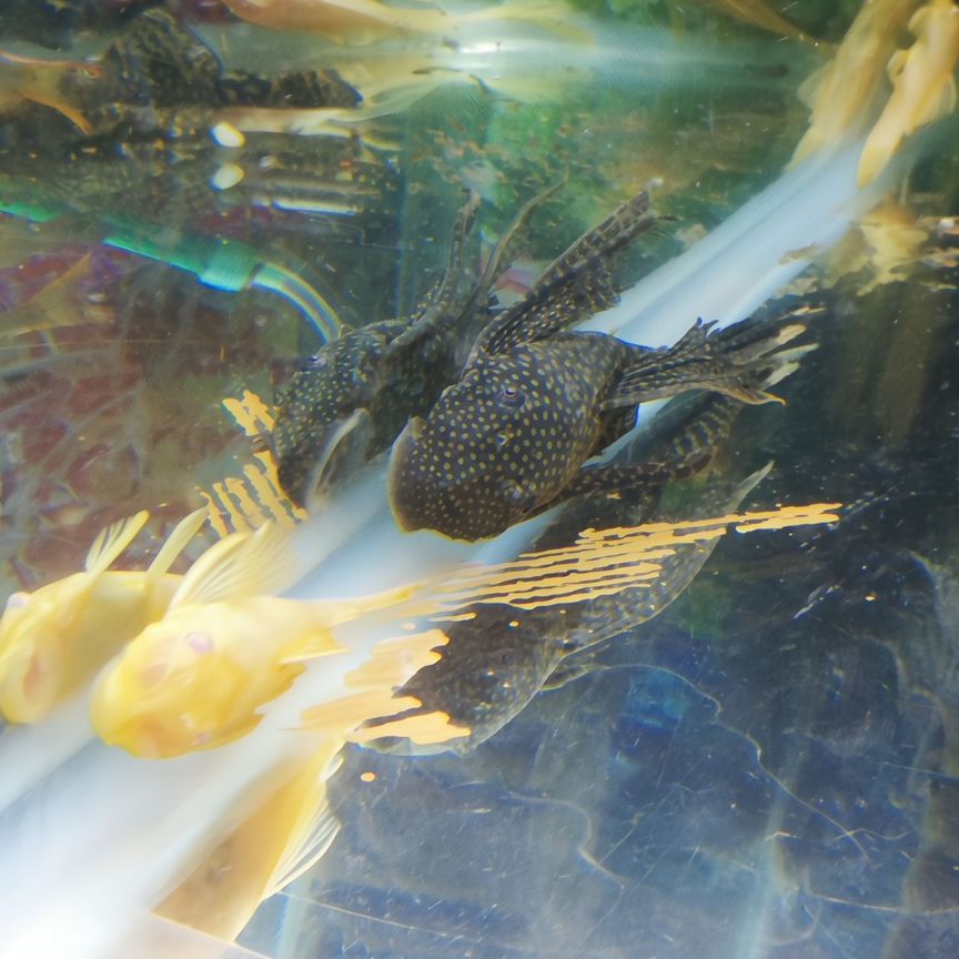 Анциструс, гуппи