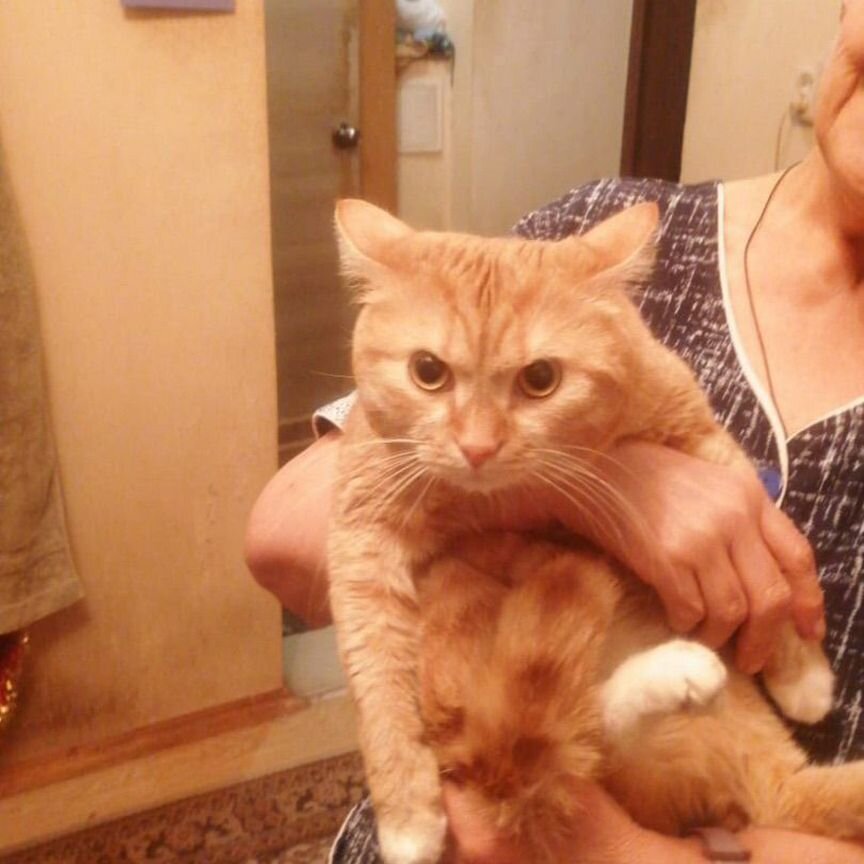 Кот в добрые руки