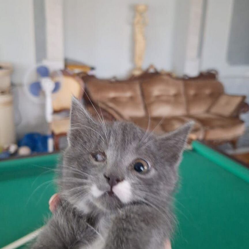 Котенок
