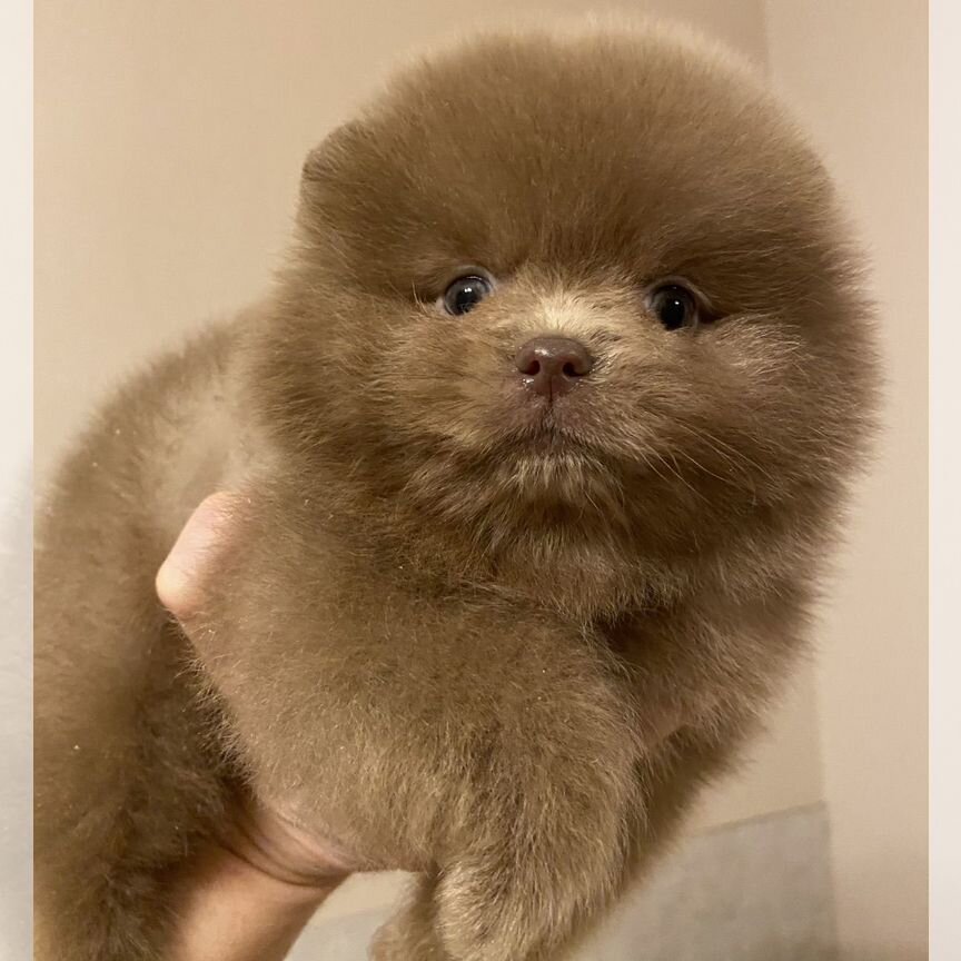 Лиловый мальчик шаица