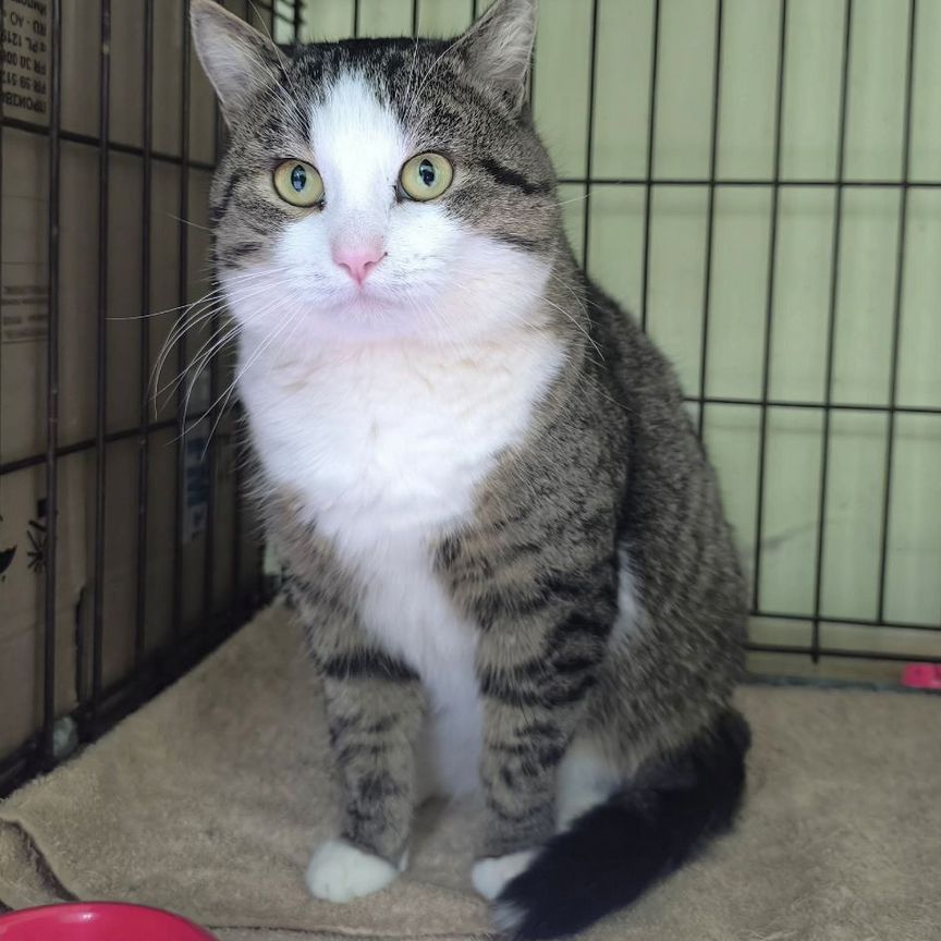 Взрослый кот в добрые руки