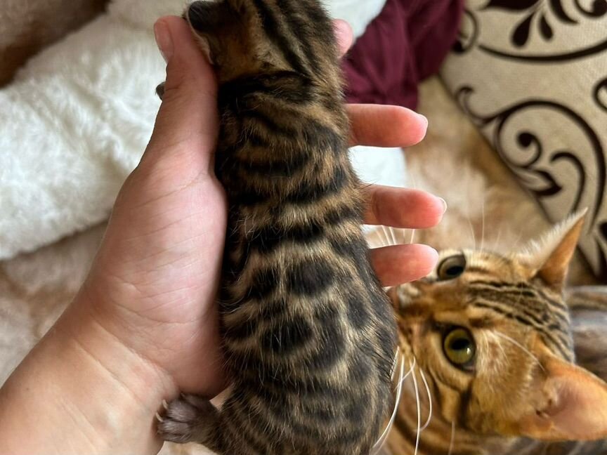 Бенгальские котята