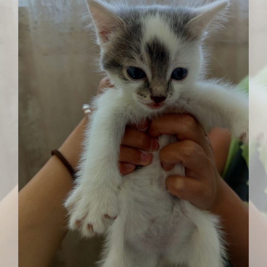 Отдам котенка девочку