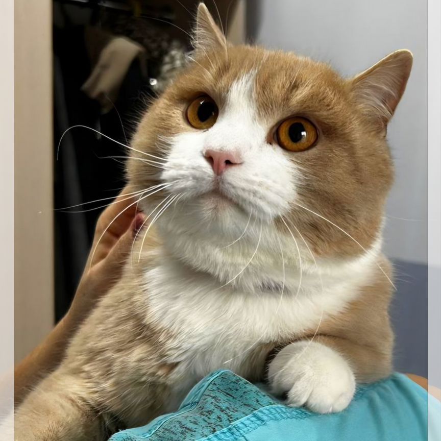 Взрослый кот в добрые руки