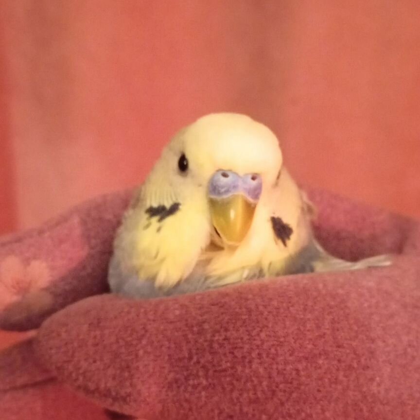 Продам волнистых попугайчиков