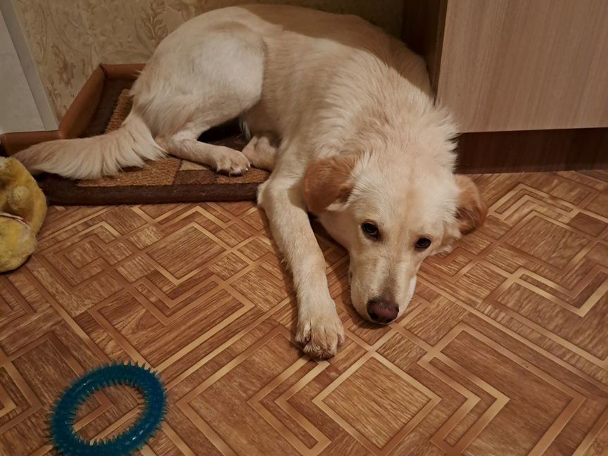 Отдам в добрые руки
