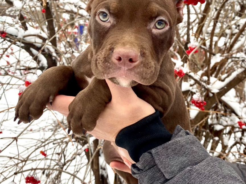 Американский булли classic